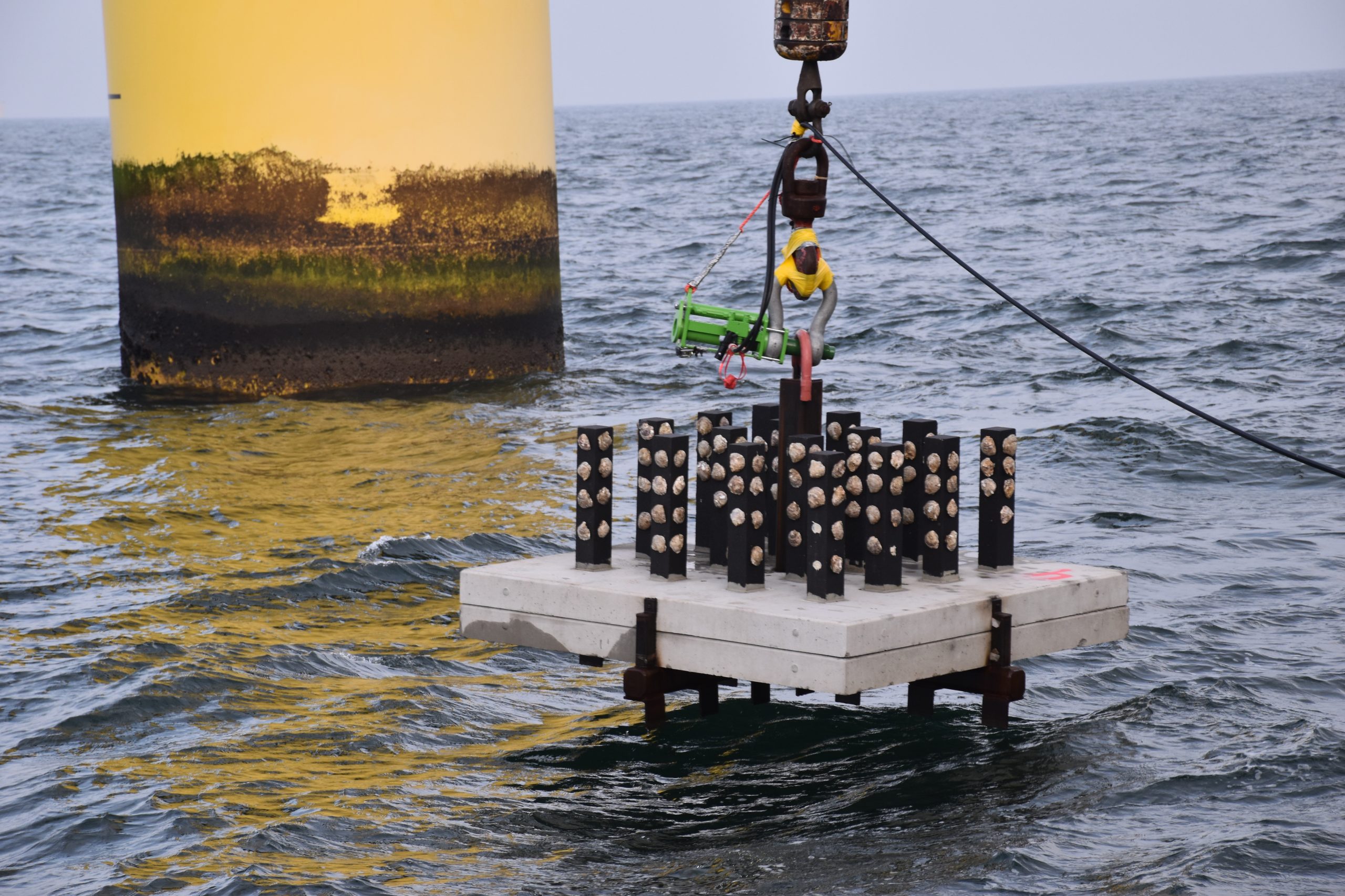 Oysters and artificial reefs in the water for new nature in wind farm ...